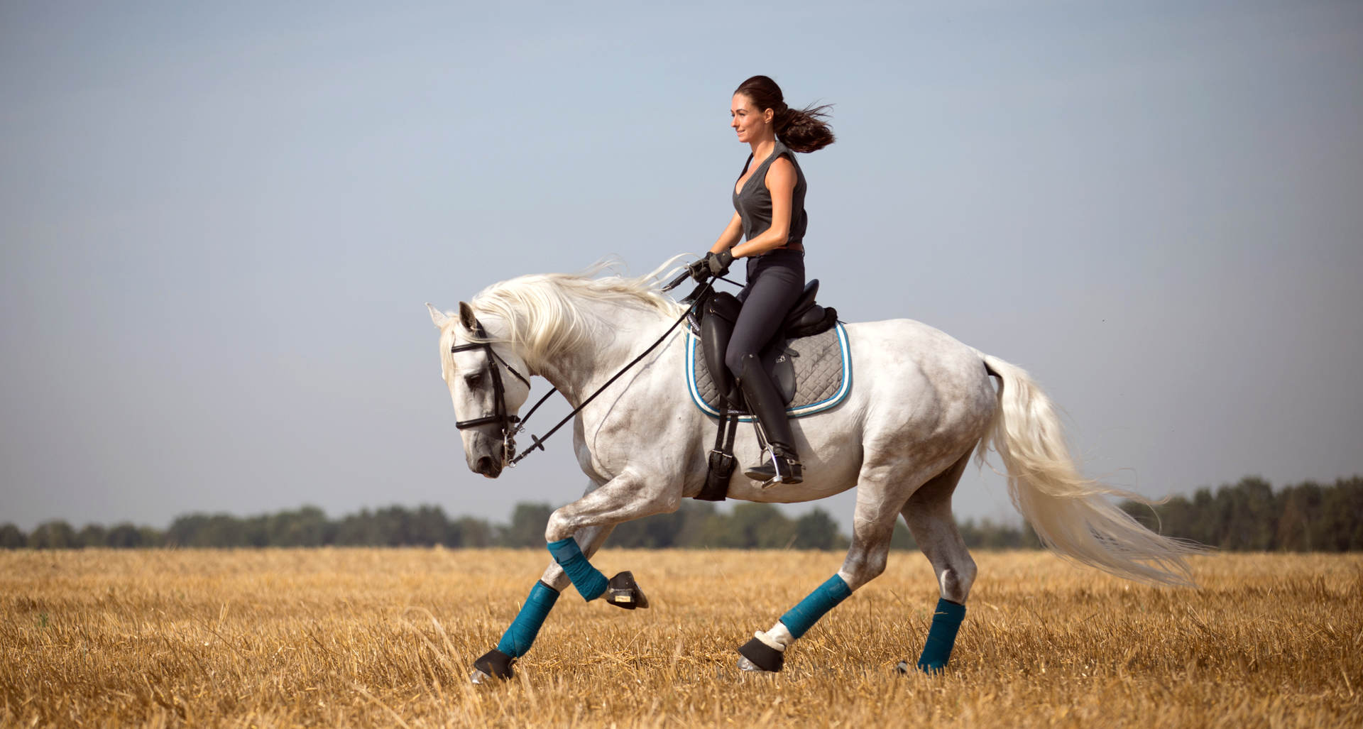 Klassische Dressur und Reitkunst - Reitunterricht und Beritt